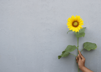 12 Plants That Absorb Radiation – The Ultimate Guide – Bon Charge